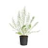 Brighter Blooms 2 Gal. Flowering Tri-Color Willow Shrub with White ...