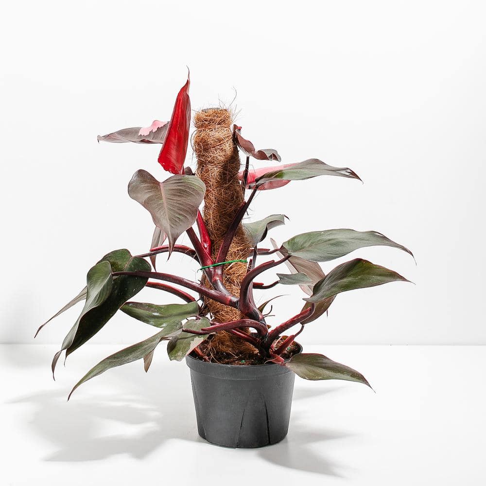 LIVELY ROOT Philodendron Pink Princess with Totem in 6 in. Grower Pot ...