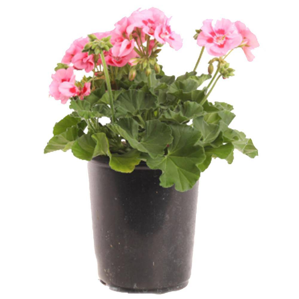 Plants by Post 2 Gal. Pink Geranium Plant 748179039833 - The Home Depot
