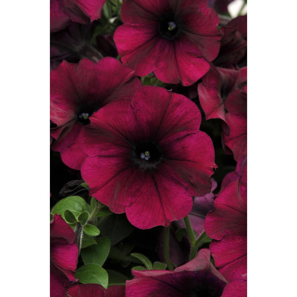 EASY WAVE 2.5 Qt. Burgundy Velour Easy Wave Petunia Annual Plant with ...