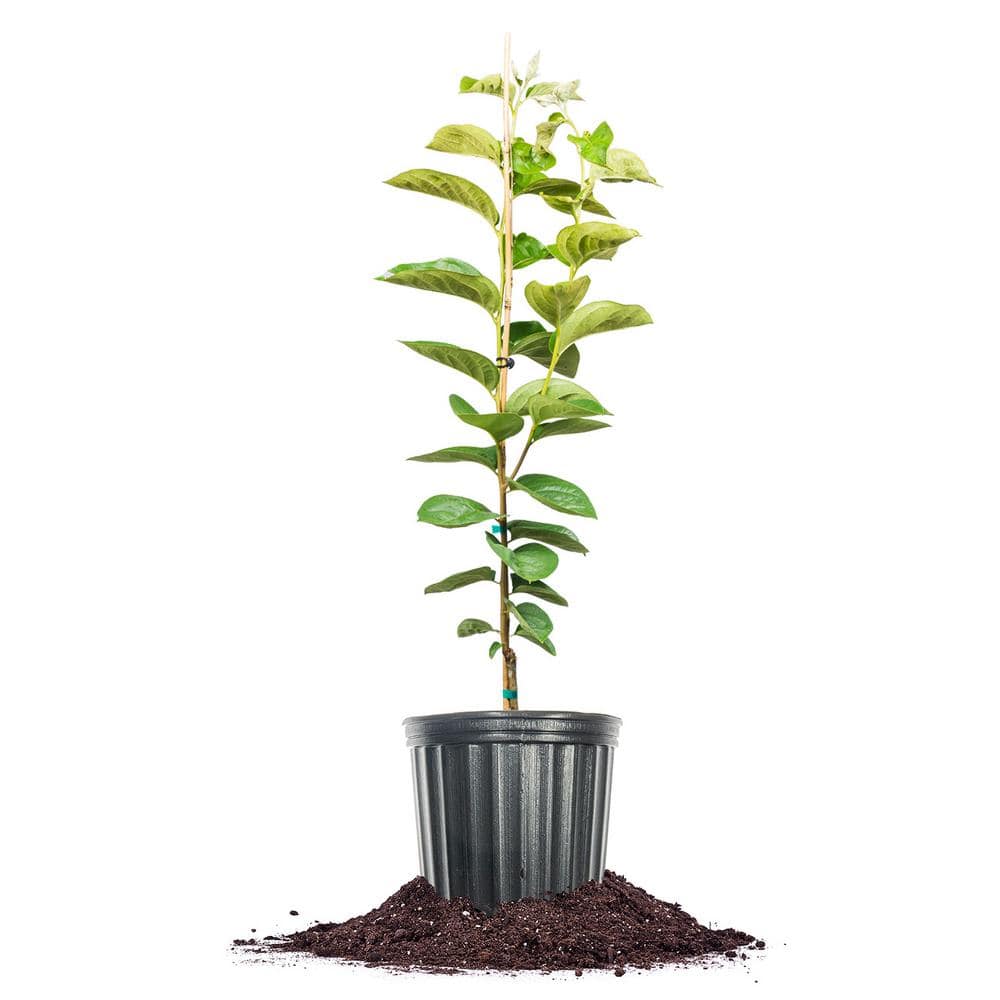 Perfect Plants Tanenashi Persimmon Tree 3 gal. Growers Pot, Fruit ...