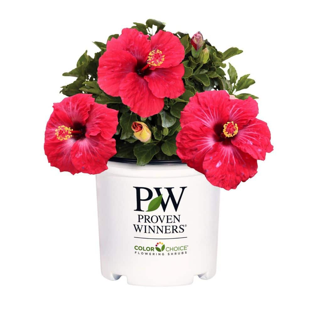 Proven Winners 1 Gal. Hollywood Hibiscus Hot Shot Tropical Hibiscus ...