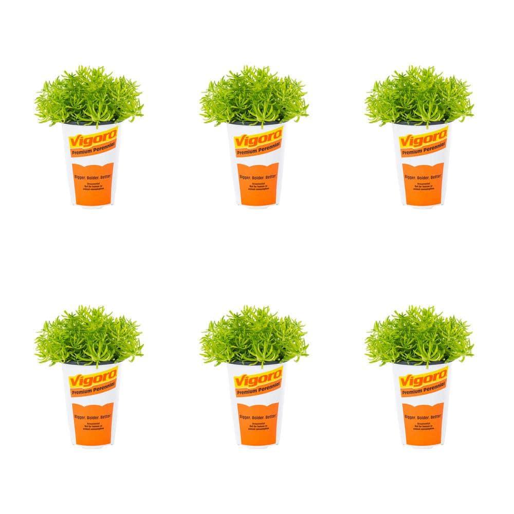 Vigoro 1 Pt. Sedum Angelina Yellow Perennial Plant (6-Pack) 78446 - The ...