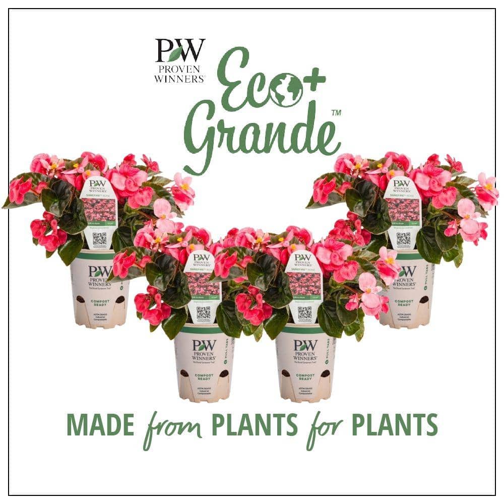 PROVEN WINNERS 4.25 in. Eco+Grande, Surefire Rose (Begonia) Live Plant ...