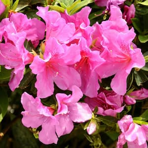 2.5 Quart Azalea 'Judge Solomon' Flowering Shrub with Pink Flowers ...