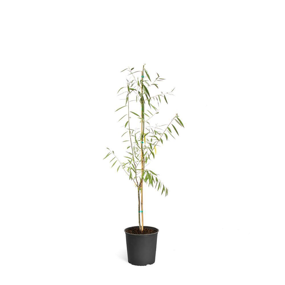 Brighter Blooms 2 qt. Deciduous Weeping Willow Shade Trees WIL-WEE-34 ...