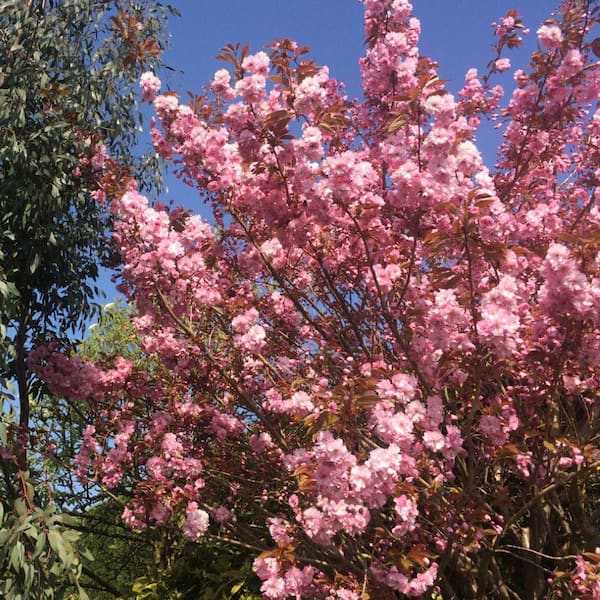 Cherry Blossom - Pink - Trees - The Home Depot