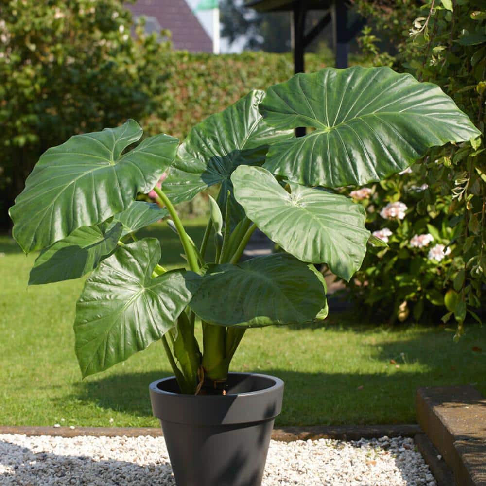 Garden State Bulb 7/9 inches, Alocasia Odora Elephant Ear Bulbs (Bag of ...