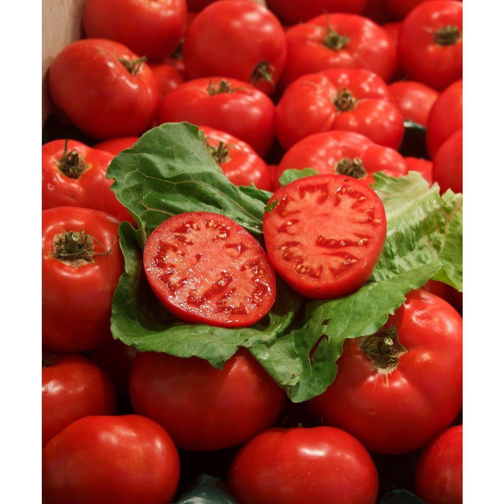 PROVEN WINNERS 4.25 in. Grande Proven Selections First Lady II (Tomato ...