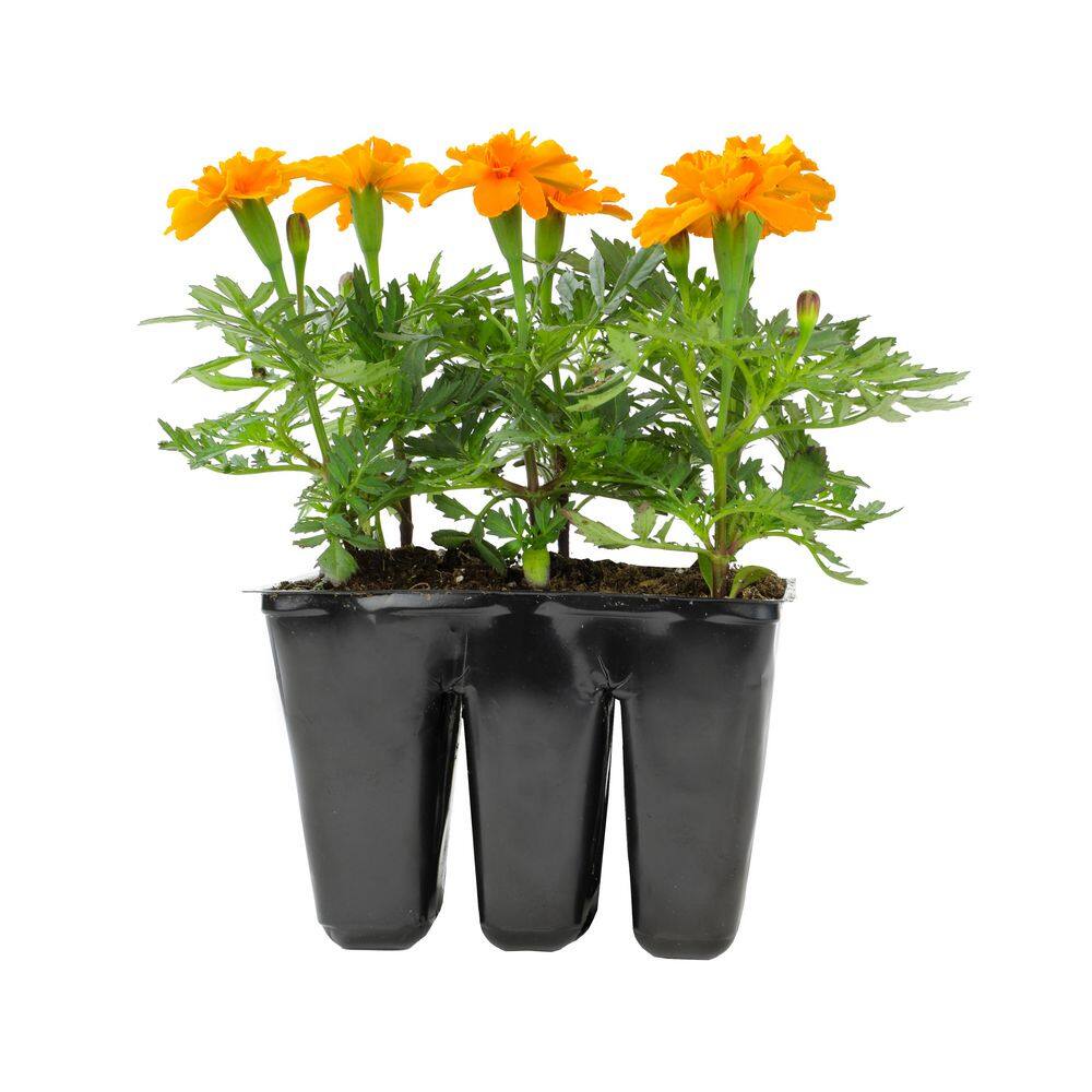 ALTMAN PLANTS 1.65 PT. French Marigold Annual Plant with Orange Flowers ...