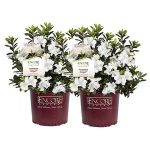 ENCORE AZALEA 1 Gal. Autumn Angel Shrub with White Flowers 10315 - The ...
