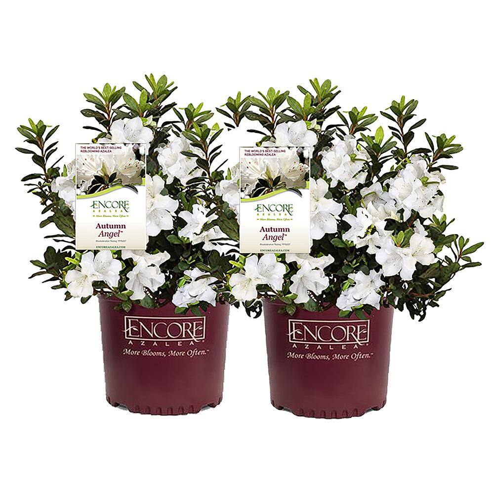 ENCORE AZALEA 1 Gal. Autumn Angel Shrub with White Flowers (2-pack ...