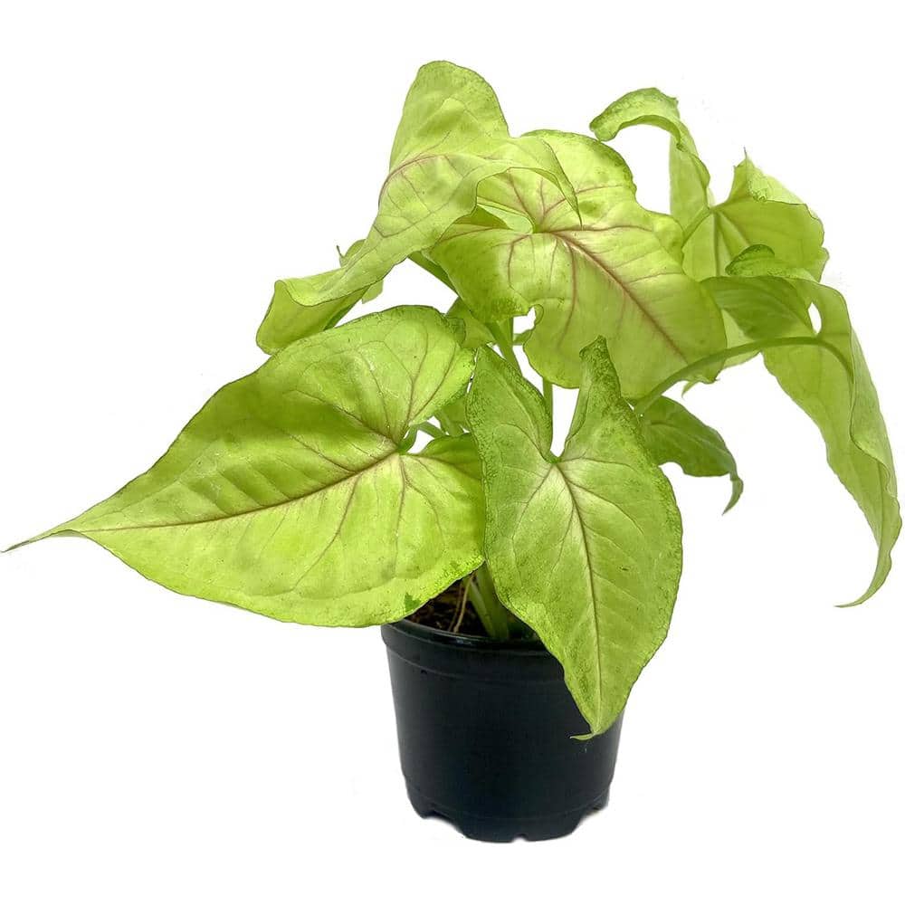 Wekiva Foliage Gold Allusion Arrowhead Vine-Live Plant in a 4 in ...