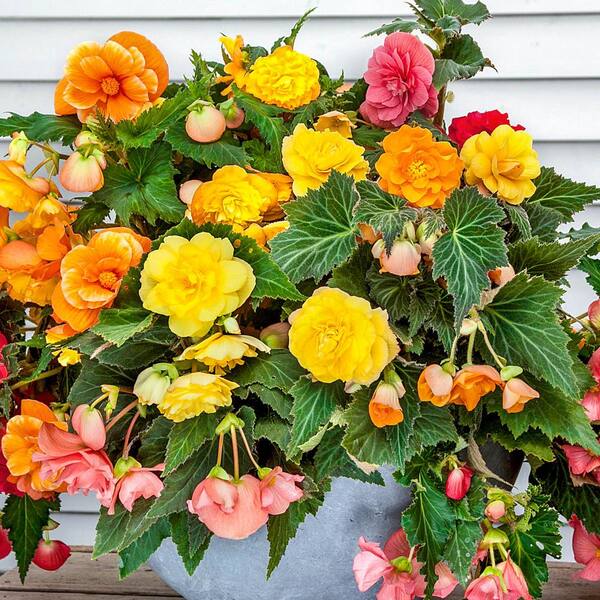 Breck's Multi-Color Flowers Double Flowering Hanging Basket Begonia ...