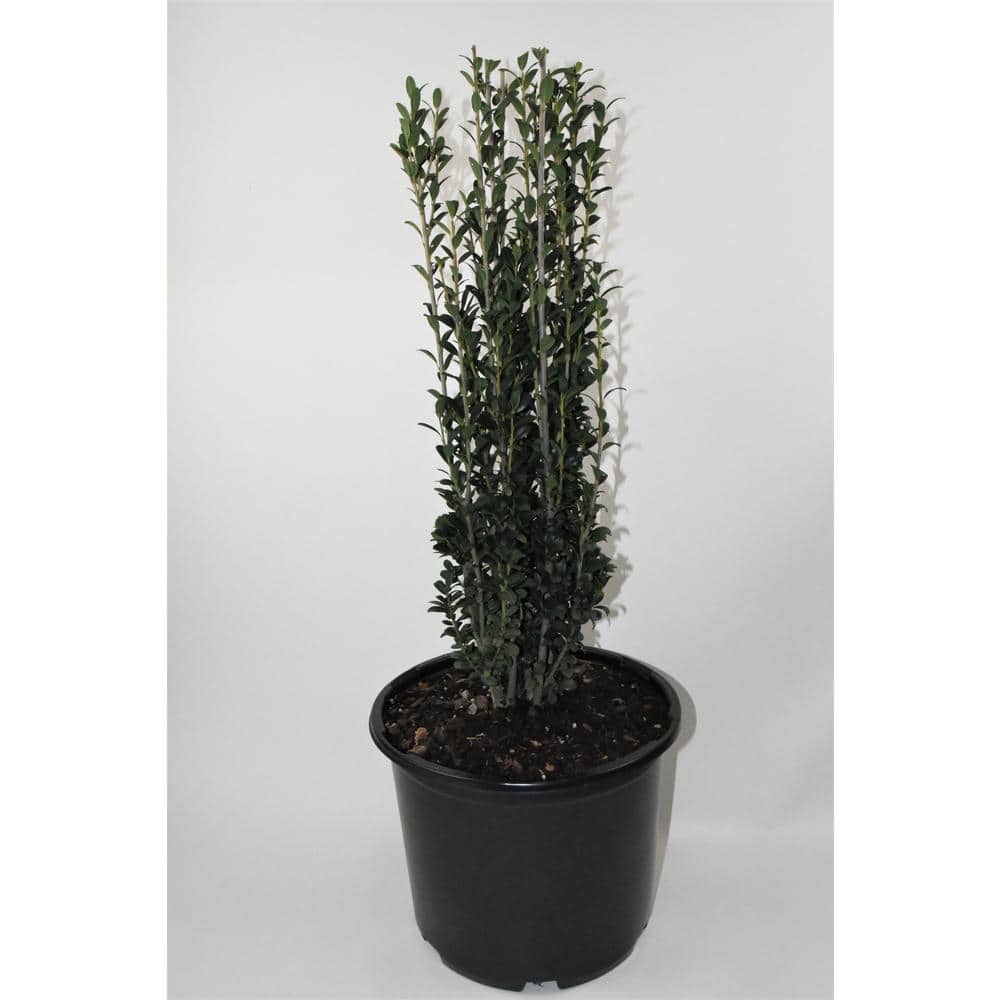 3G Holly Sky Pencil Shrub ILXSKYPEN3GL - The Home Depot