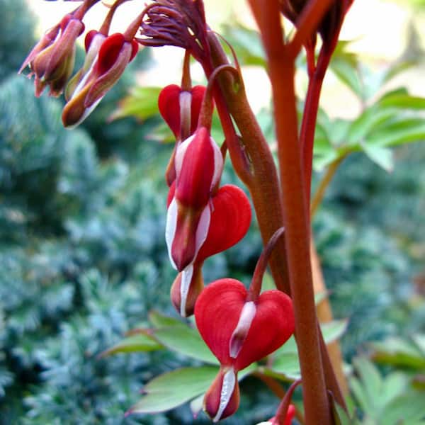 Red Bleeding Hearts
