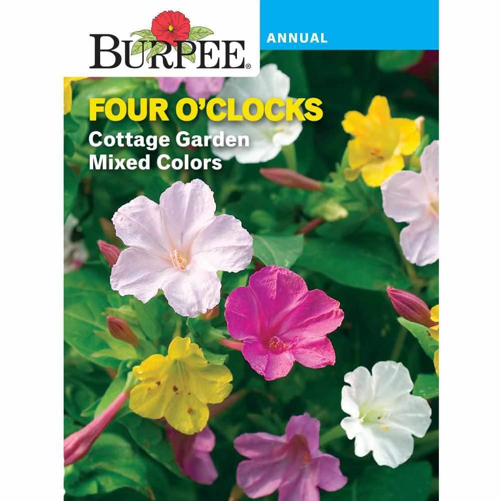 Burpee Four O'Clock Cottage Garden Mixed Colors Flower Seed 43788 - The ...