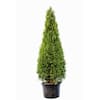 5 Gal. Emerald Green Arborvitae Tree CFSP504 - The Home Depot