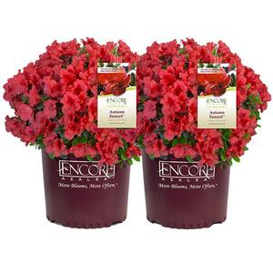 ENCORE AZALEA 1 Gal. Autumn Bonfire Azalea Shrub with Stunning True-Red Blooms 10401 - The Home ...