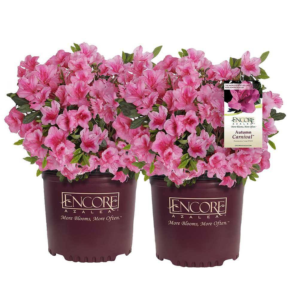 ENCORE AZALEA 1 Gal. Autumn Carnival Azalea Shrub with Fluorescent Pink ...