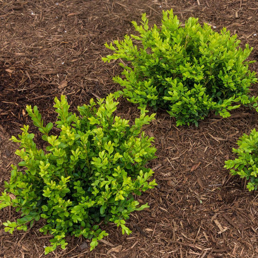 DIRECT GARDENING 6 to 9 in. Tall, Green Velvet Boxwood Starter Hedge ...