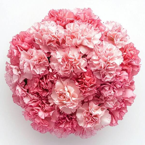 Globalrose Fresh Pink Valentine´s Day Carnations (200 Stems) carnations ...