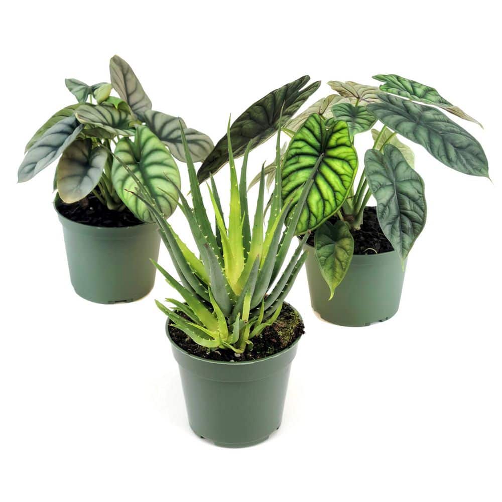 national PLANT NETWORK 4 in. SpaceScape Houseplant Tropical Plant ...
