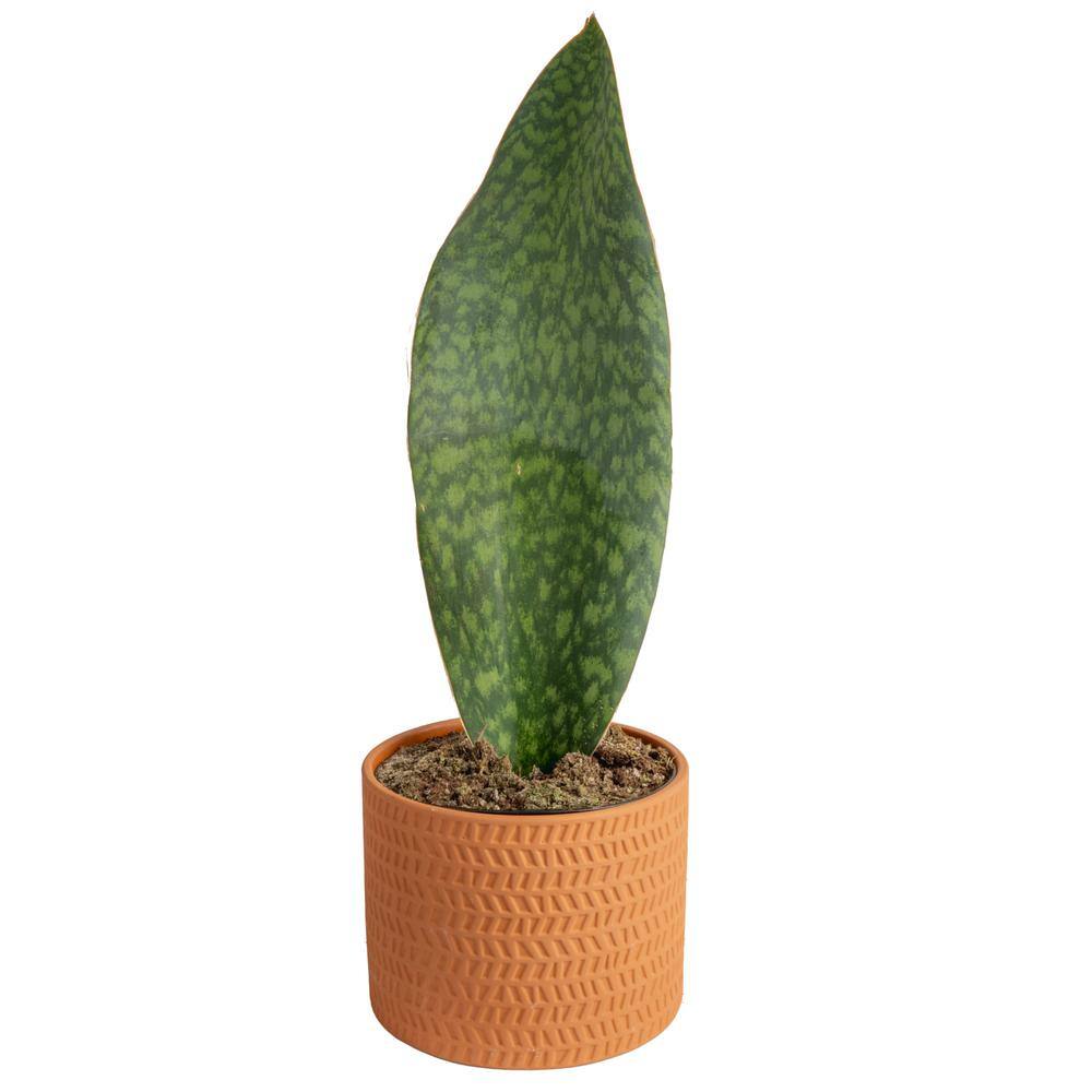 Costa Farms Whalefin Sansevieria Snake Plant in 6 in. Decor Planter, Avg. Shipping Height 11 in ...