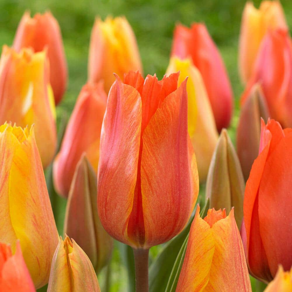 Garden State Bulb 12/Plus cm, Orange Tulip Single Late El Nino Bulbs ...
