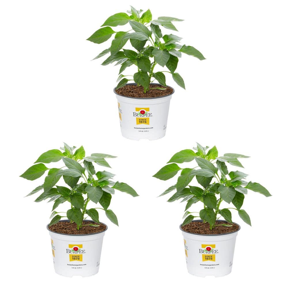 METROLINA GREENHOUSES 2 qt. Pepper Red Standard Green Edible Plant (3 ...