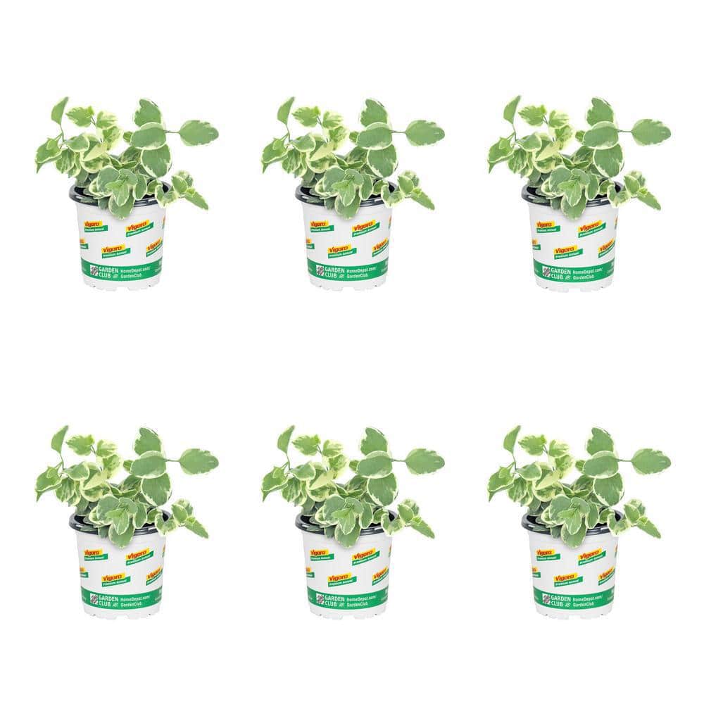 Vigoro 1 Pt. Accent Vinca Vine Big Leaf Periwinkle Green Perennial ...