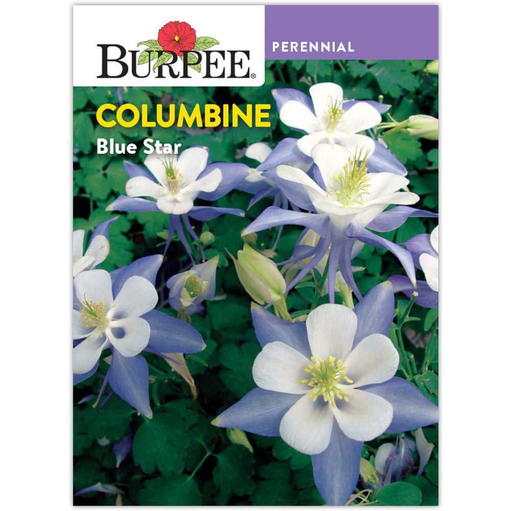 Burpee Perennial Columbine Blue Star Flower Seed 30703 - The Home Depot