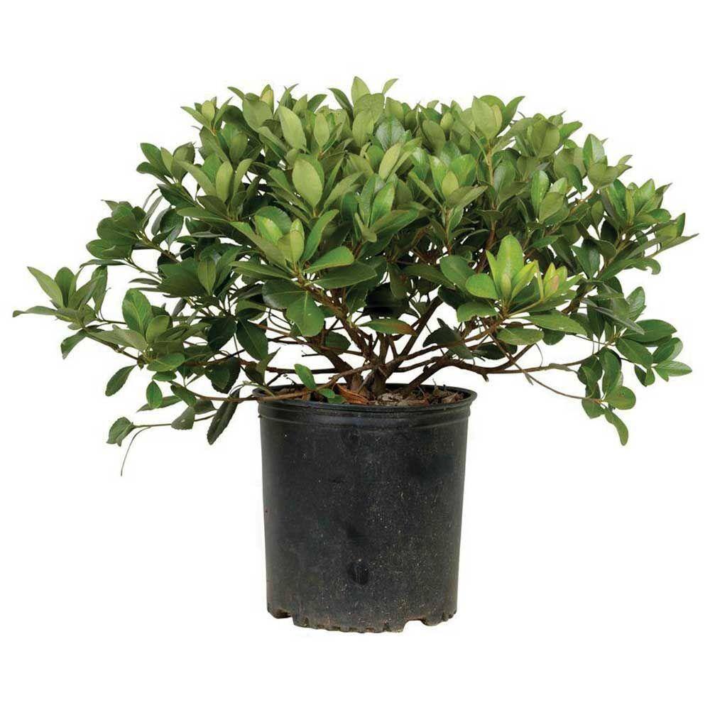 FLOWERWOOD 2.5 Gal - Snow White Indian Hawthorn, Live Evergreen Shrub ...