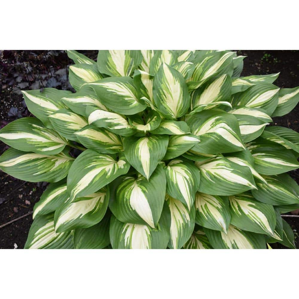 PROVEN WINNERS 1 Gal., Shadowland 'Miss America' (Hosta) Live Plant ...