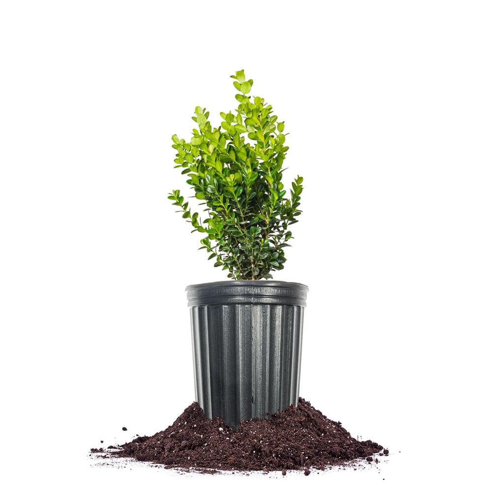 Perfect Plants Newgen Freedom Boxwood Shrub in 1 Gal. Grower's Pot THD ...