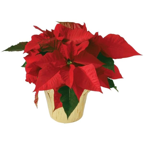 BELL NURSERY 4.5 in. Red Poinsettia Holiday Plant 1004186688 - The Home ...
