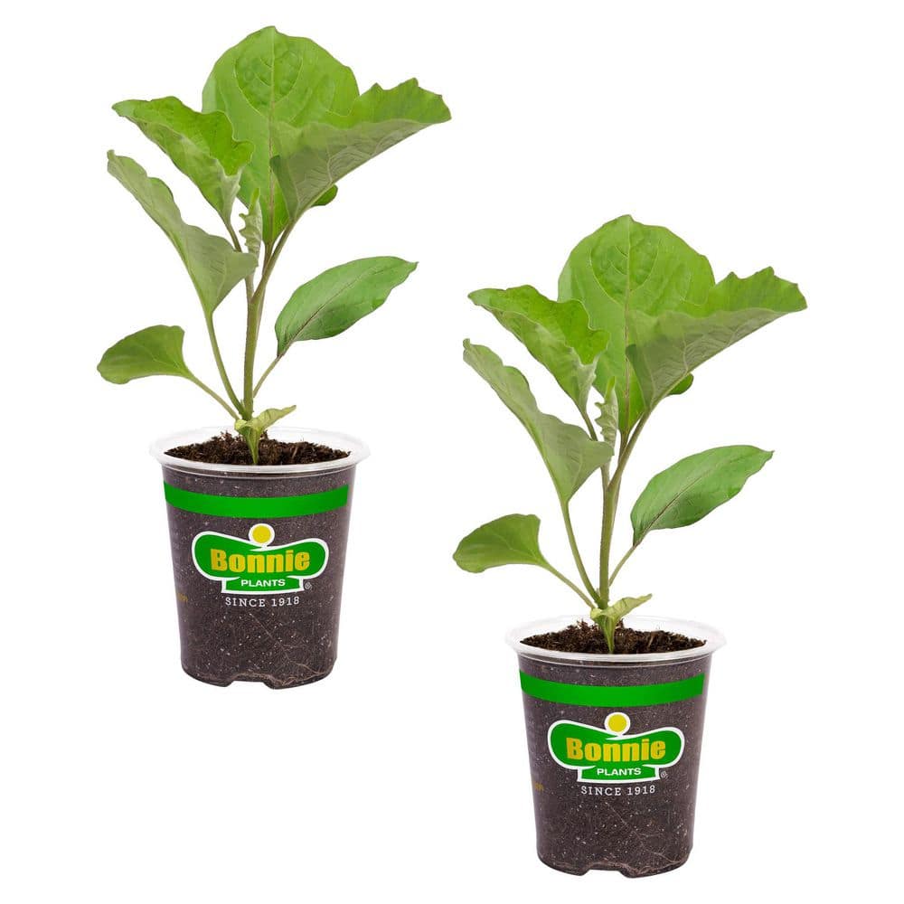 Bonnie Plants White Hybrid Cauliflower 19.3 oz. 2-Pack Live Plants ...