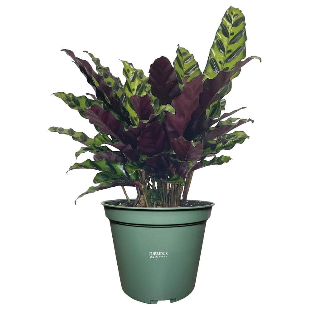 NATURE'S WAY FARMS Calathea Insignis Live Indoor Plant in Growers Pot ...