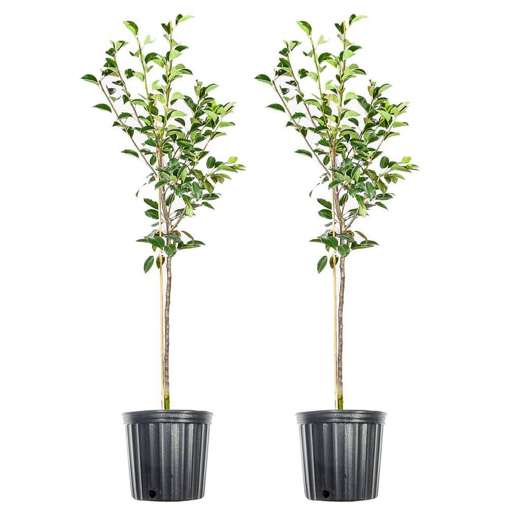 Live Kieffer Pear Fruit Tree 1 Gallon THD10017 - The Home Depot