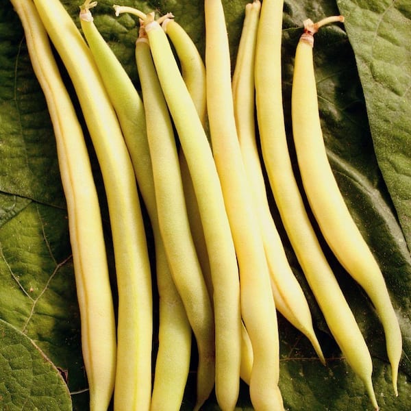 Seeds of Change Gold Rush Bean 05682 - The Home Depot