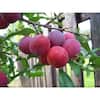 Online Orchards 3 ft. Bubblegum 'Toka' Plum Tree FTPL006 - The Home Depot