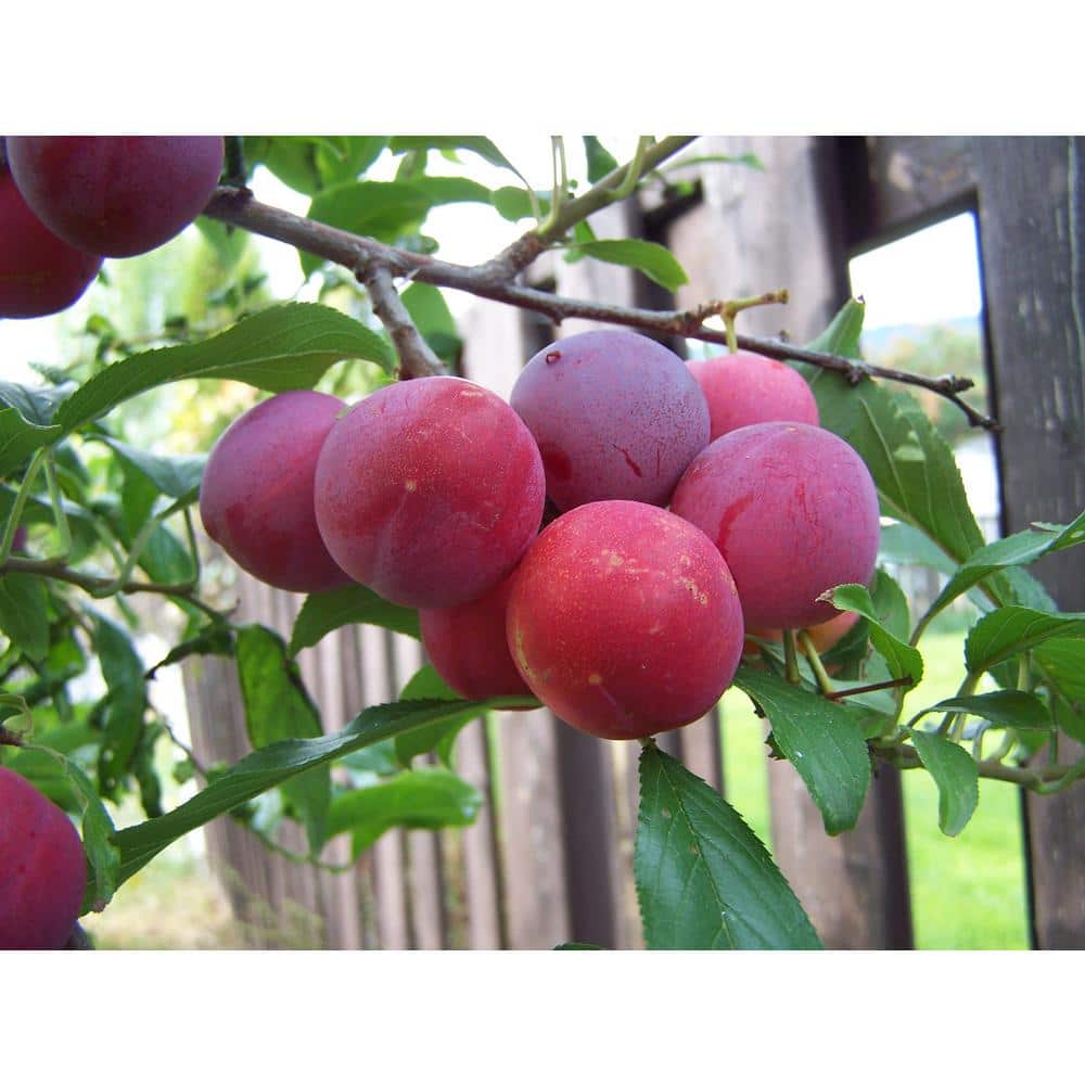 Online Orchards 3 ft. Bubblegum 'Toka' Plum Tree FTPL006 - The Home Depot