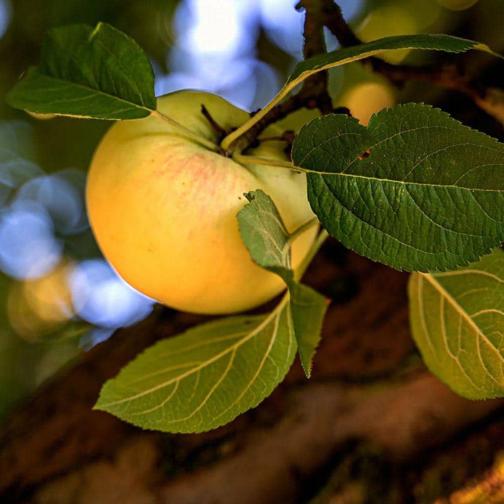 Southern Living 7 gal. Honey Gold Apple Tree APPHGO07G - The Home Depot