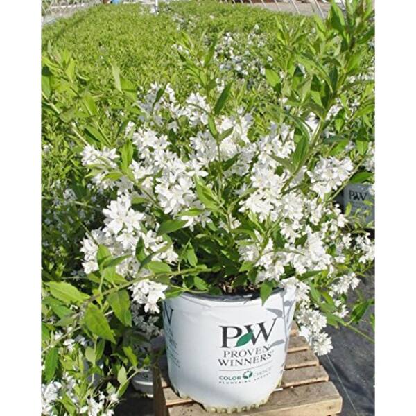 PROVEN WINNERS 3 gal. Yuki Snowflake Deutzia, Live Plant with White ...