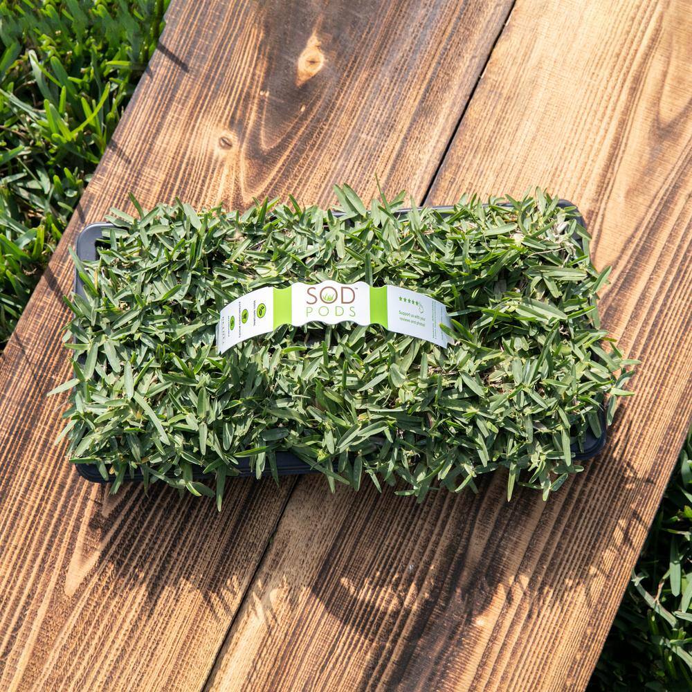 Sod Pods St Augustine CitraBlue Grass Sod Plugs Natural, Affordable ...