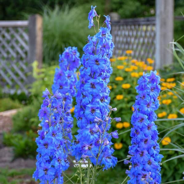 DIRECT GARDENING Blue Buccaneers Delphinium Dormant Bare Root Flowering ...