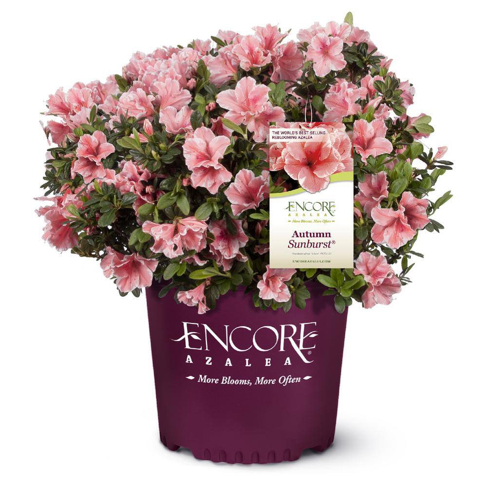 ENCORE AZALEA 3 Gal. Autumn Sunburst Azalea Shrub with Coral Pink White ...