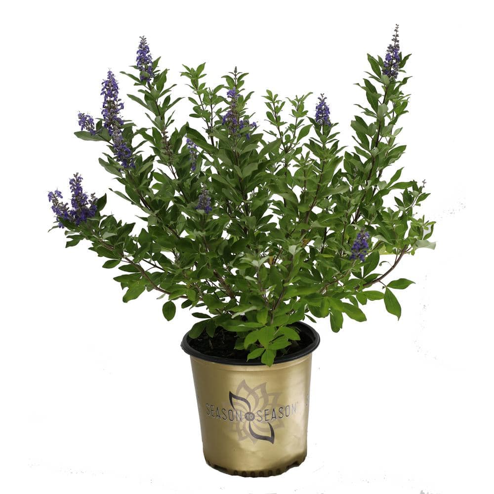 SEASON TO SEASON 2 Gal. Busy Bee Vitex Flowering Shrub with Blue ...