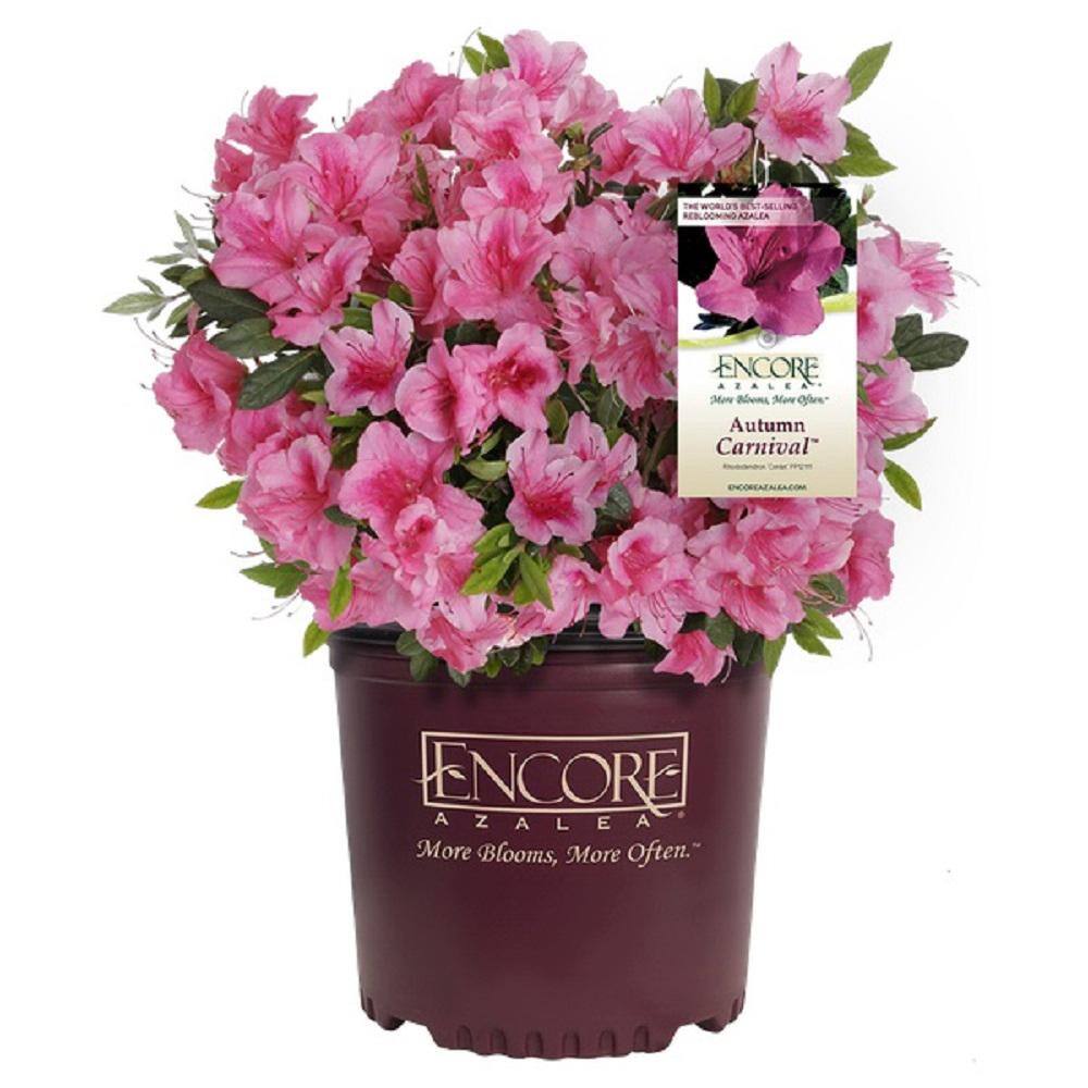 ENCORE AZALEA 3 Gal. Autumn Carnival Azalea Shrub with Reblooming ...