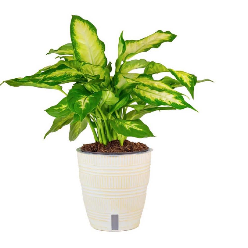 WICK & GROW 6 in. Wick and Grow Dieffenbachia Plant in Deco Pot 1 ...